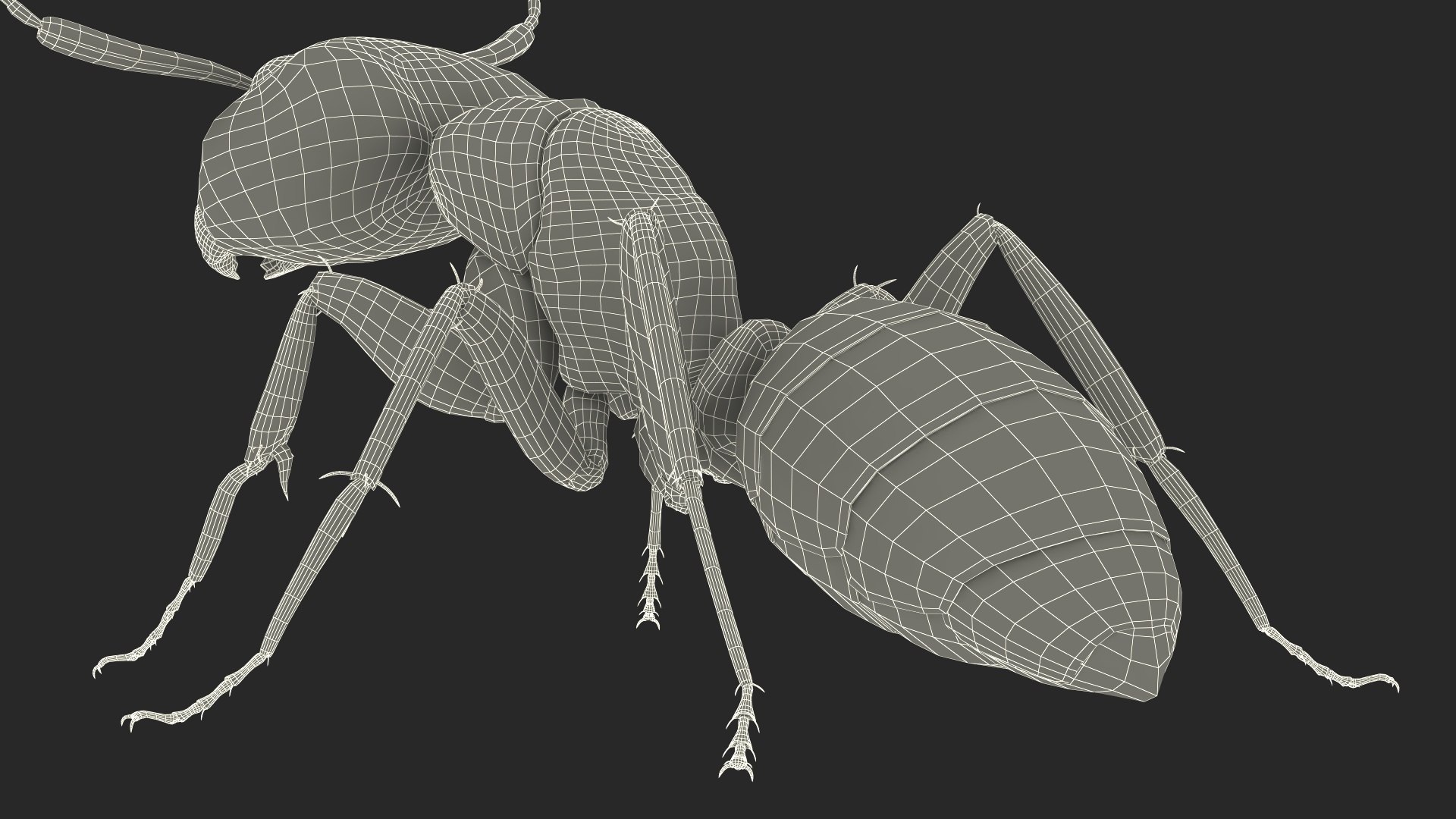 3D Realistic Red Ant Insect Model - TurboSquid 2324024