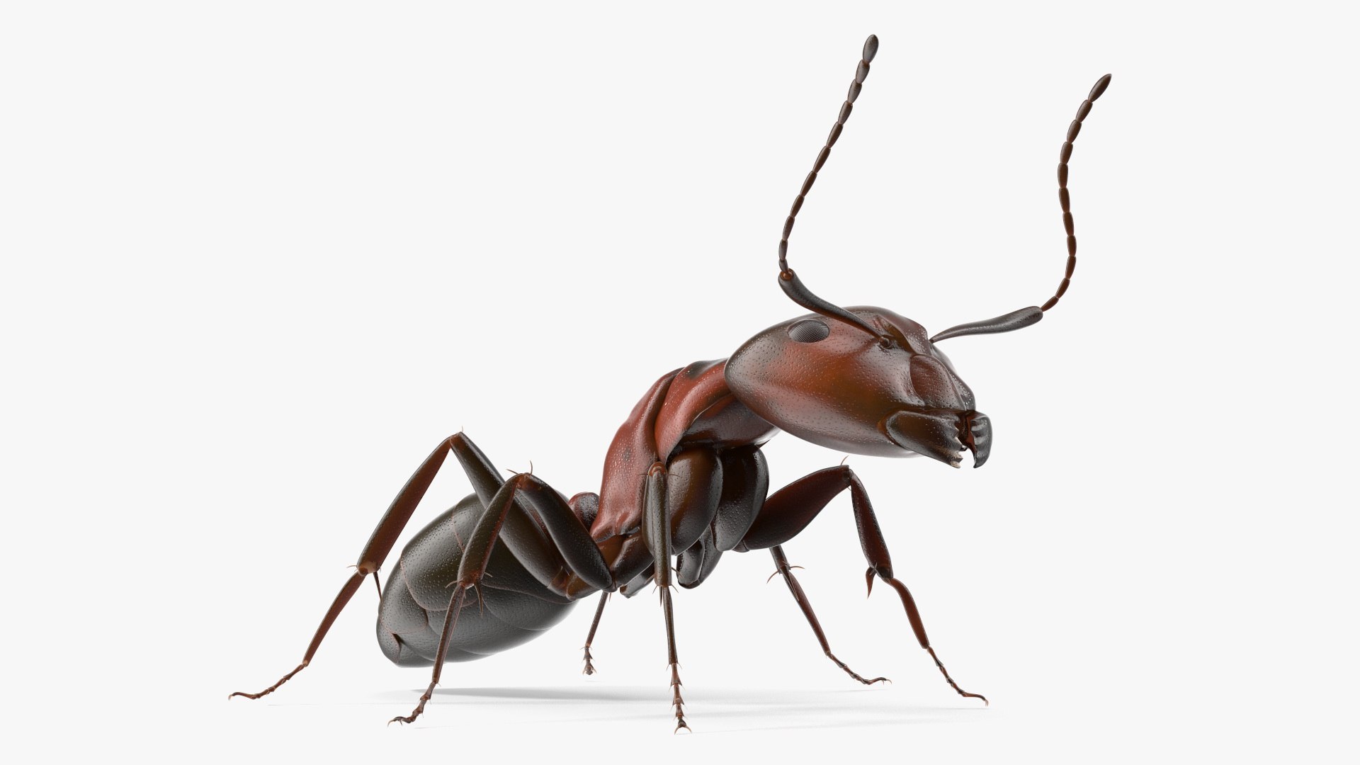 3D Realistic Red Ant Insect Model - TurboSquid 2324024