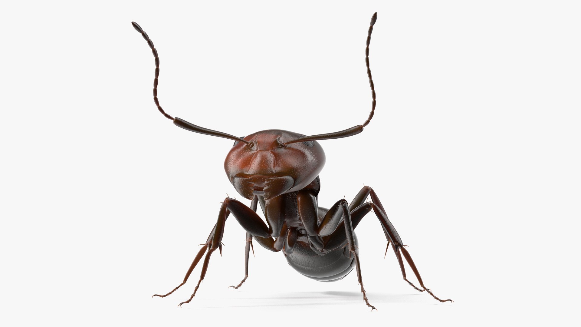 3D Realistic Red Ant Insect Model - TurboSquid 2324024