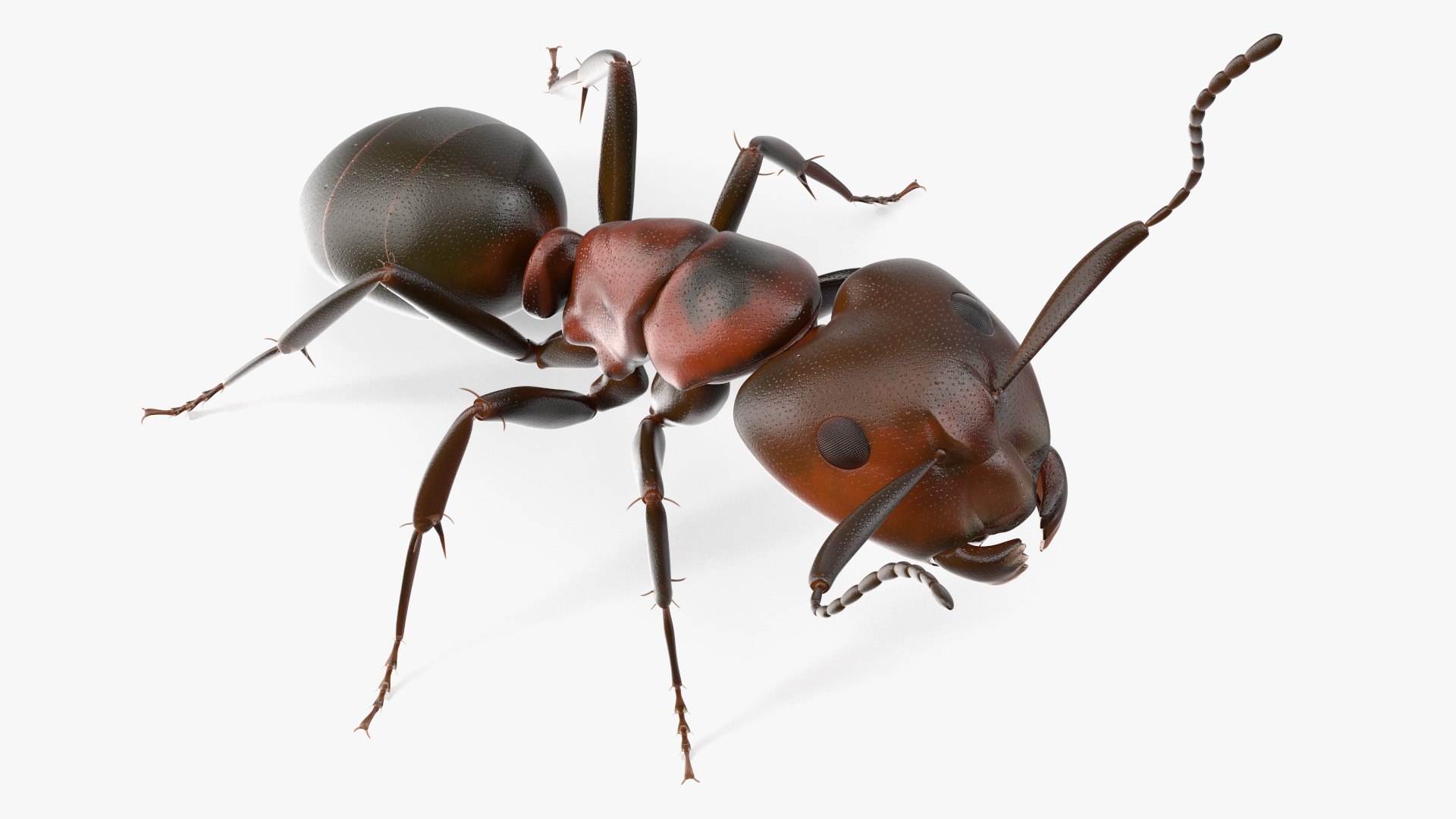 3D Realistic Red Ant Insect Model - TurboSquid 2324024