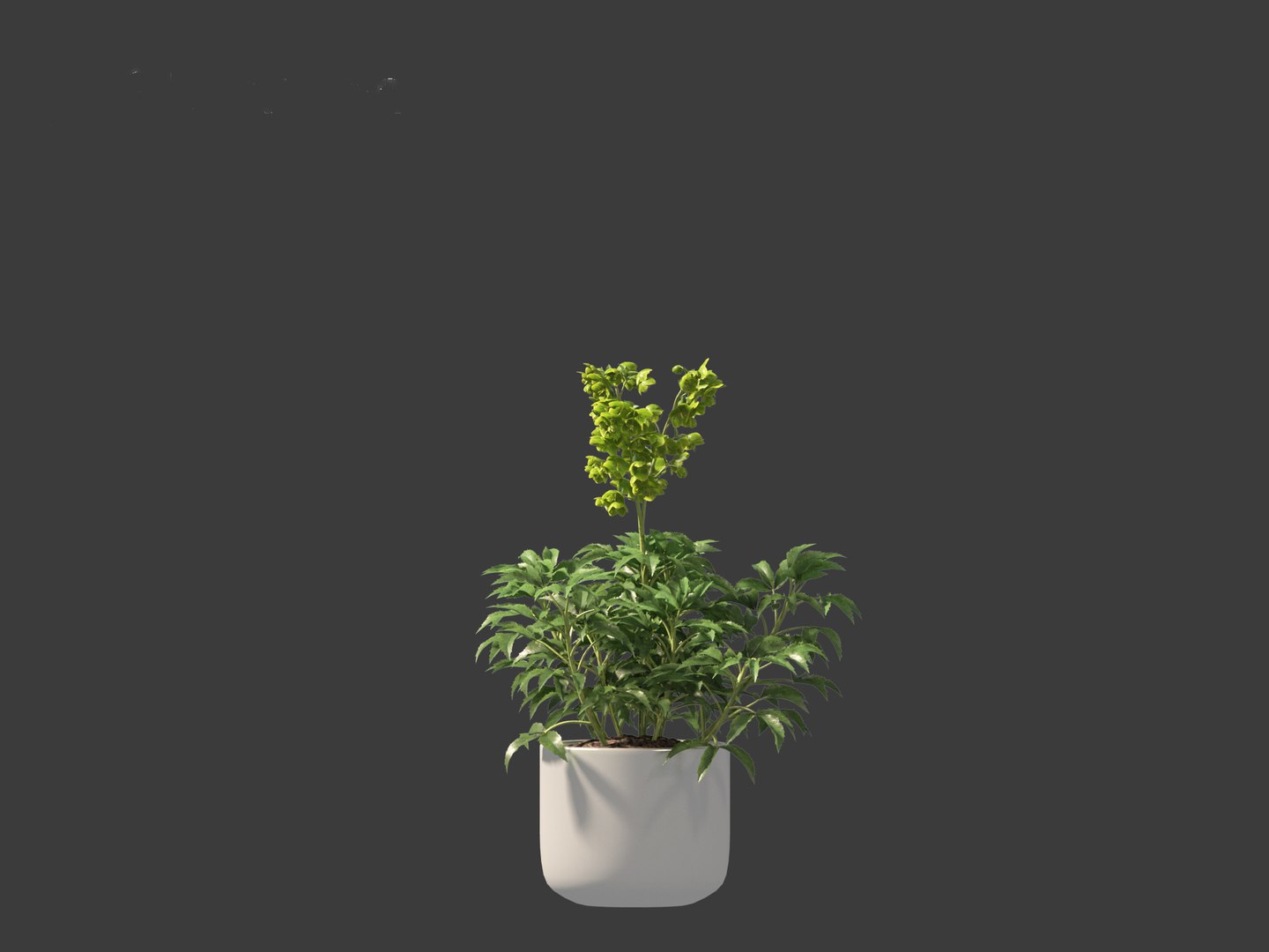 3D model Helleborus argutifolius - Corsican hellebore 01 - TurboSquid ...