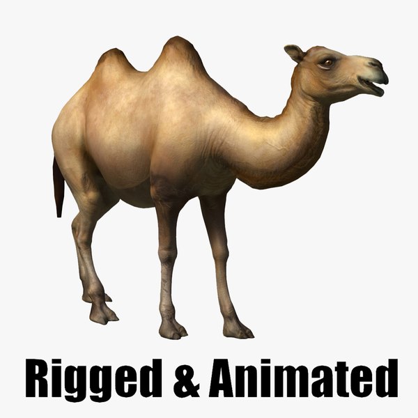 Camel Blender Models for Download | TurboSquid