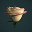 3D Rose Animation - TurboSquid 1252440