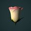 3D Rose Animation - TurboSquid 1252440