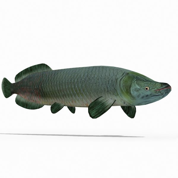 Arapaima 3D-Modell - TurboSquid 2115150