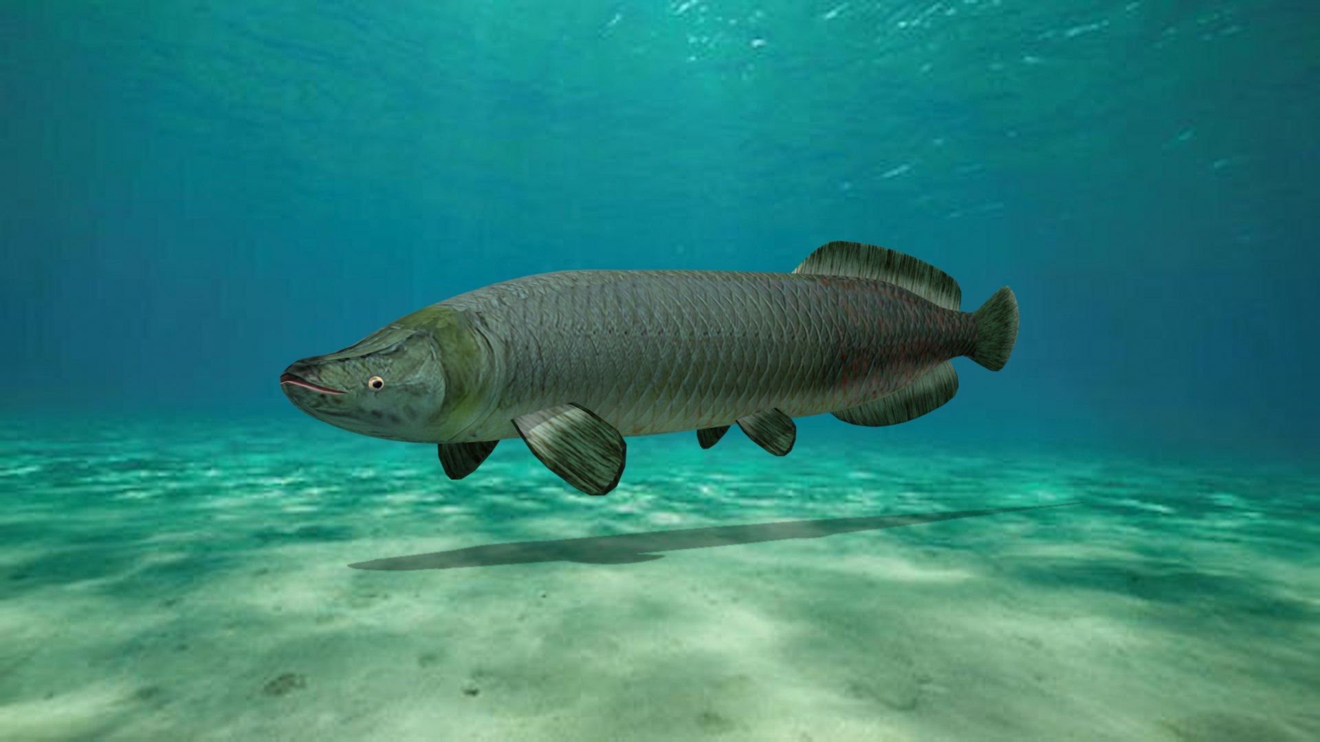 Arapaima 3D - TurboSquid 2115150