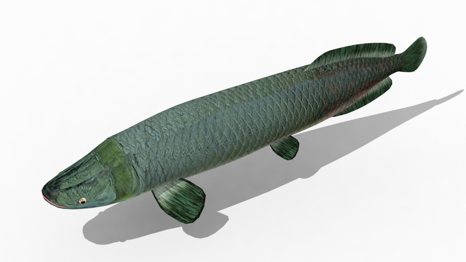 Arapaima 3D - TurboSquid 2115150