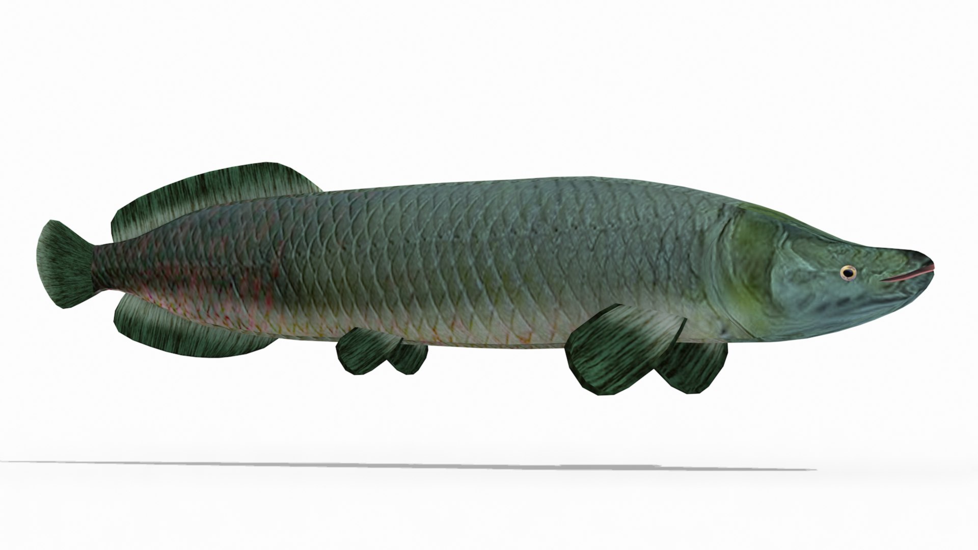 Arapaima 3D - TurboSquid 2115150