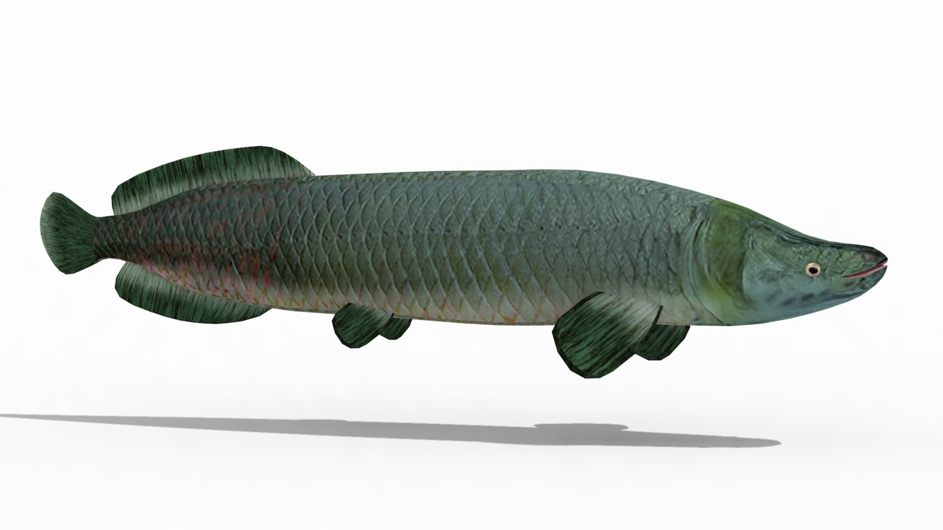 Arapaima 3D - TurboSquid 2115150