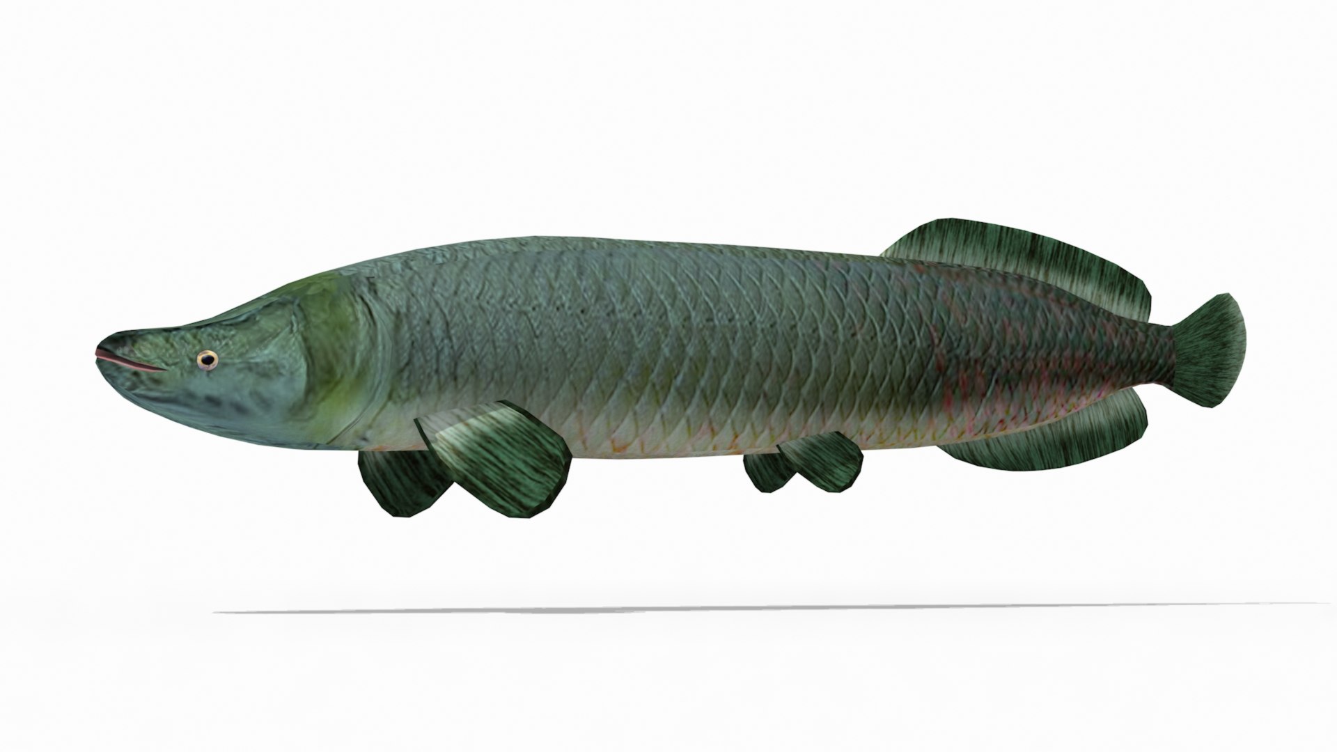 Arapaima 3D - TurboSquid 2115150