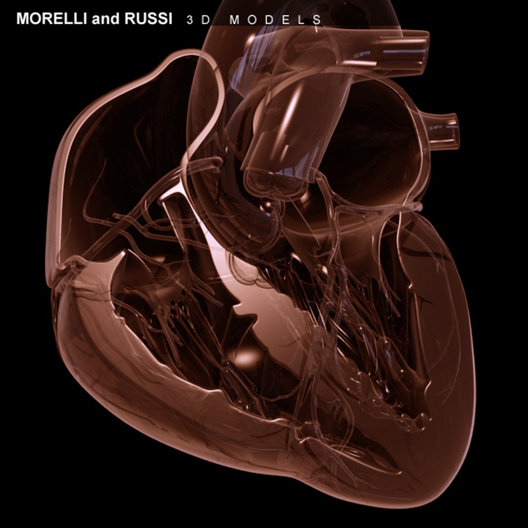 Morelli Human Heart Section 3d Model