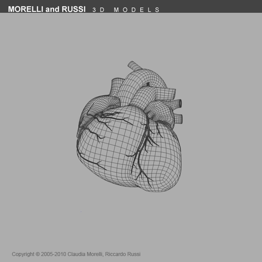 Morelli Human Heart Section 3d Model