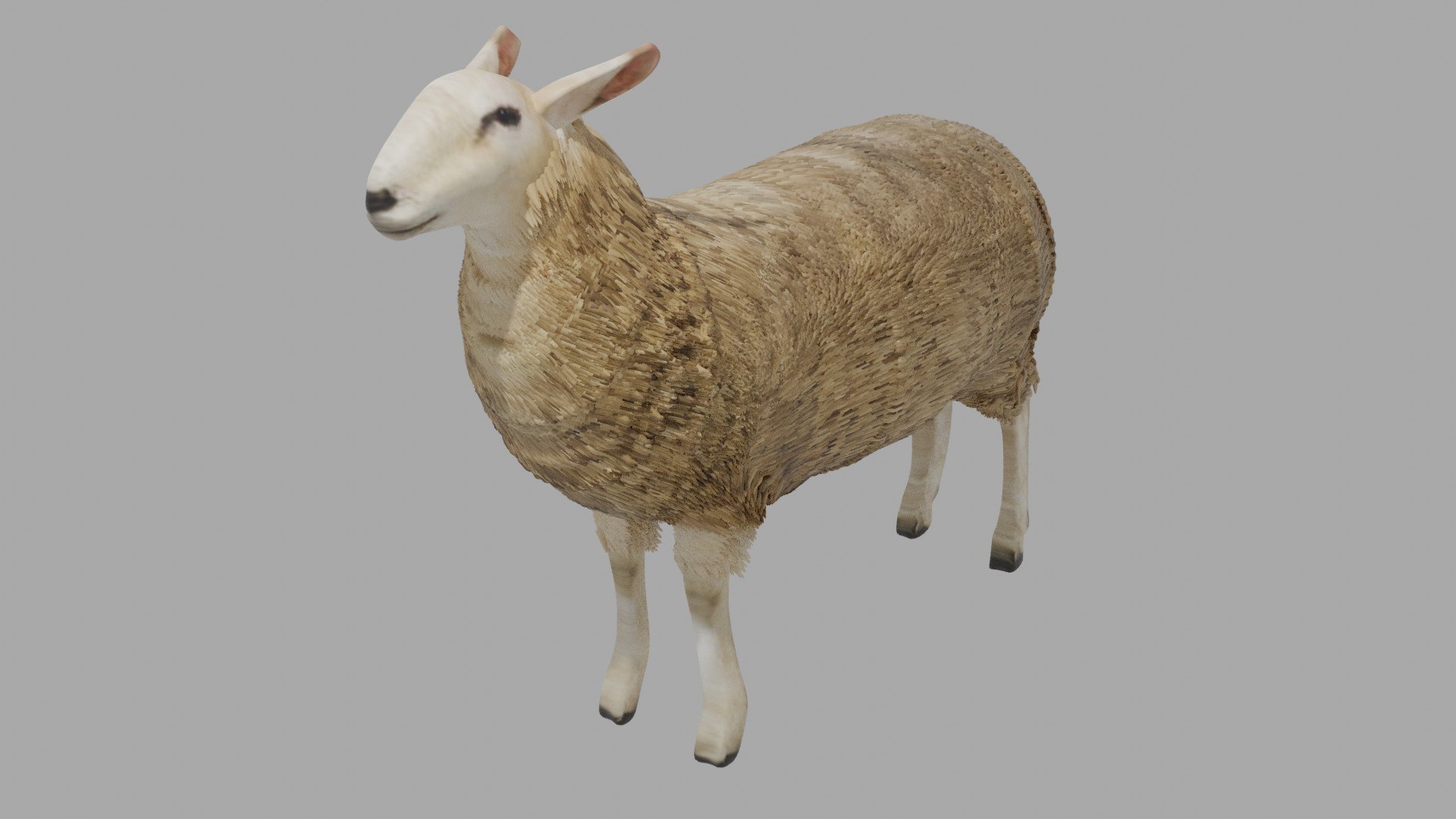 Sheep OBJ 3D Model - TurboSquid 2060528