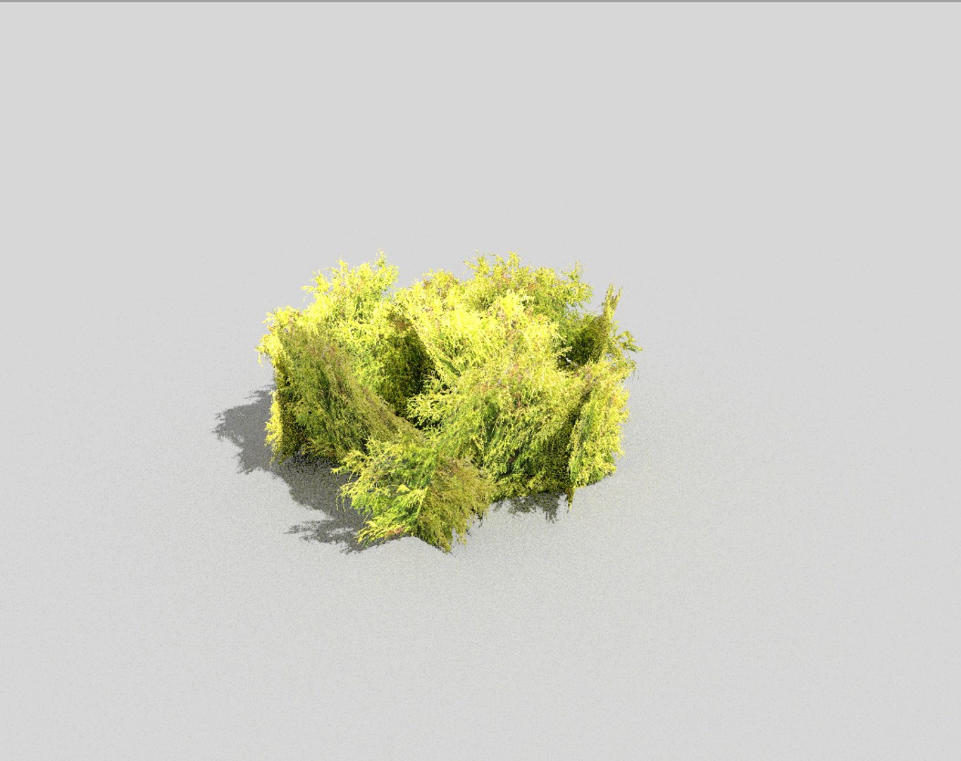 Tropical Shrub 3d Model