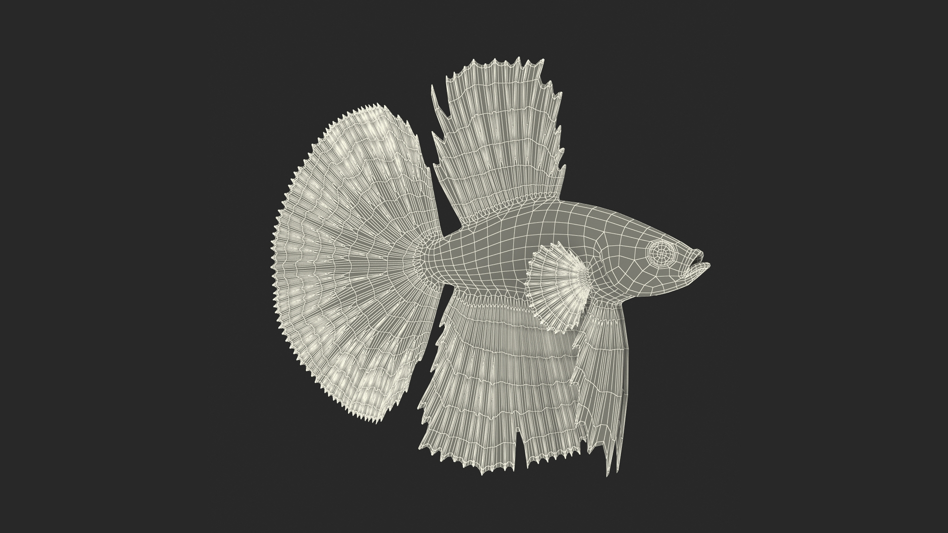 3D Betta Fish Aquarium Pet Rigged Model - TurboSquid 2342486