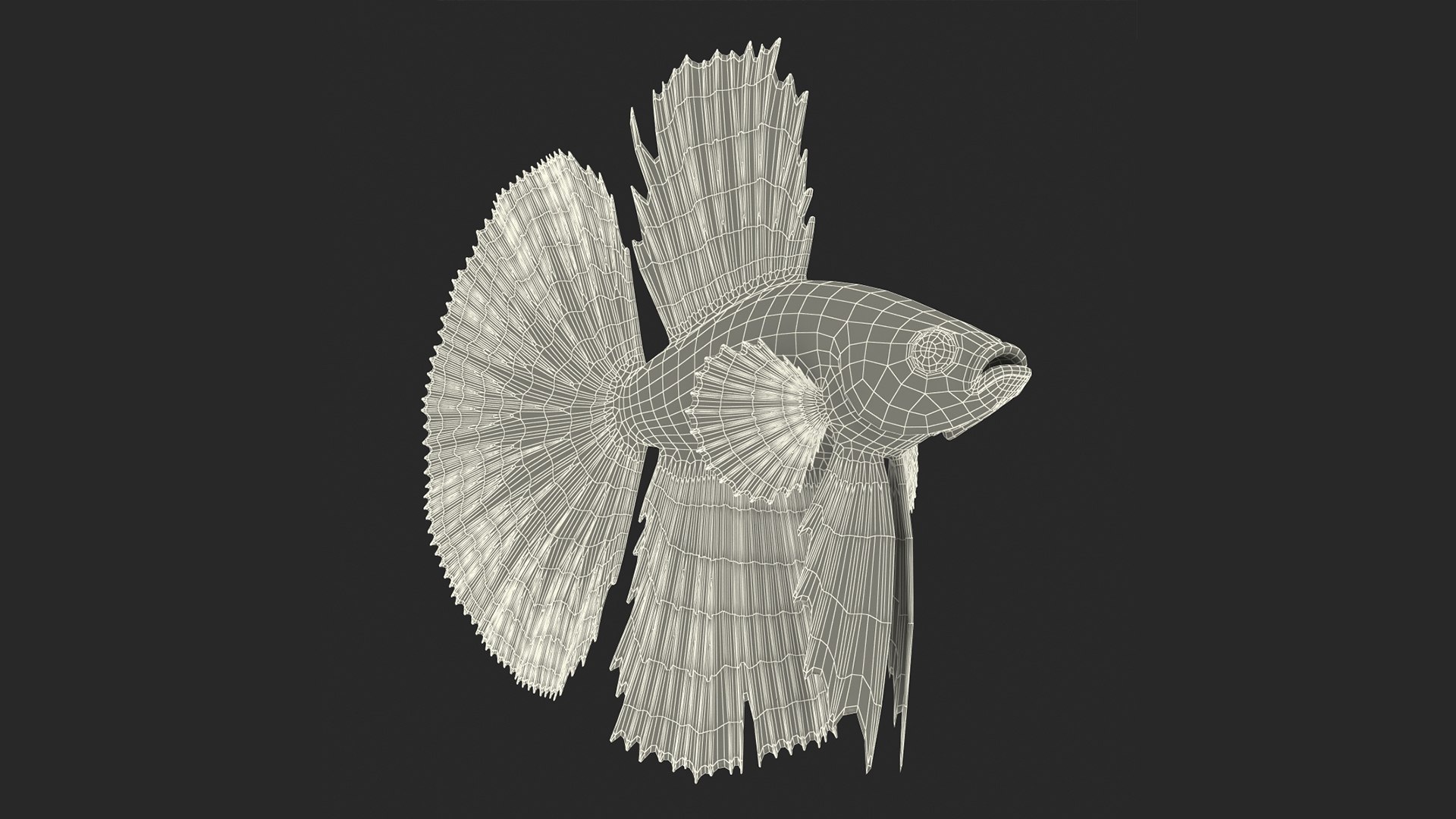 3D Betta Fish Aquarium Pet Rigged Model - TurboSquid 2342486