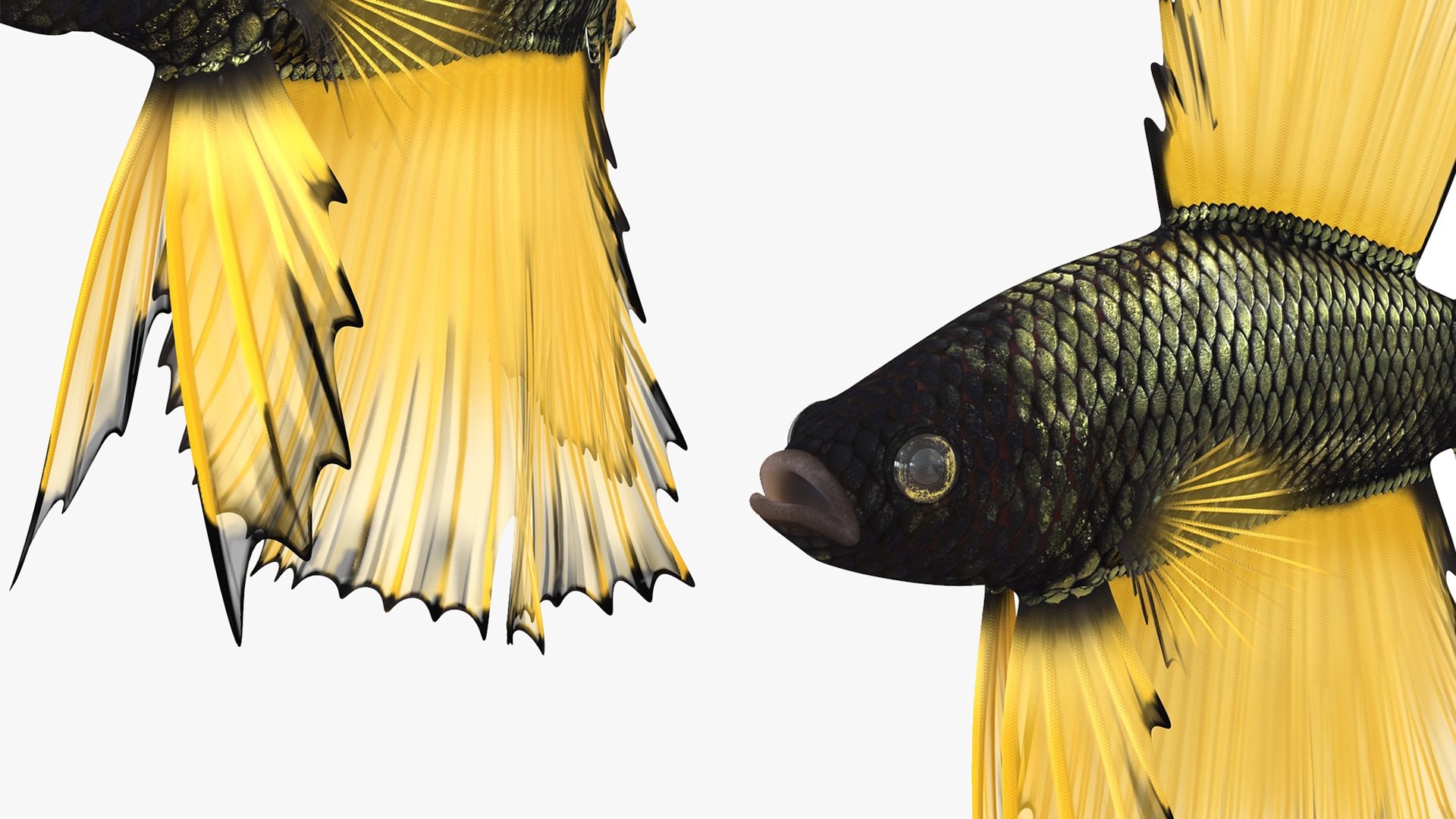 3D Betta Fish Aquarium Pet Rigged Model - TurboSquid 2342486