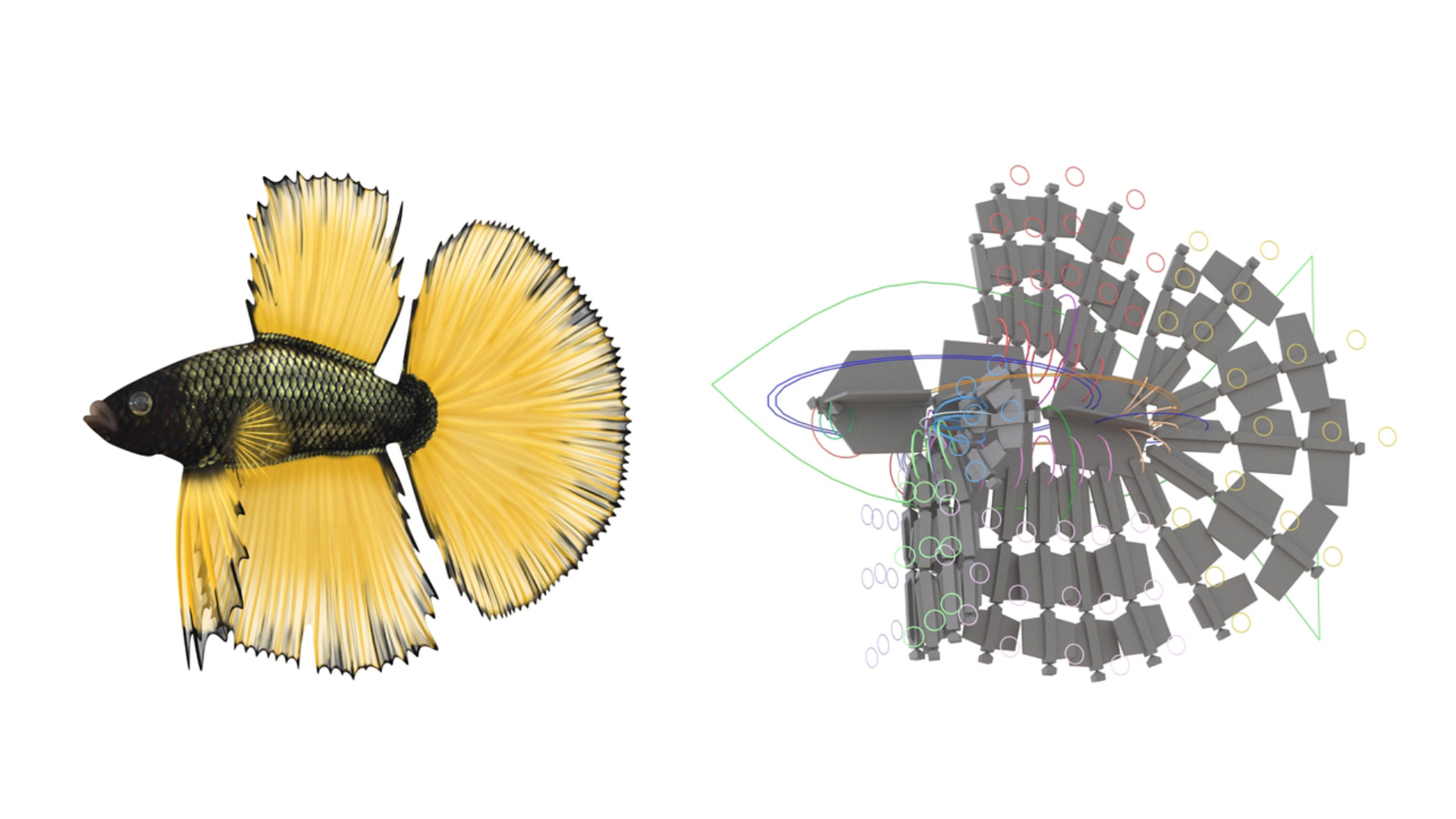 3D Betta Fish Aquarium Pet Rigged Model - TurboSquid 2342486