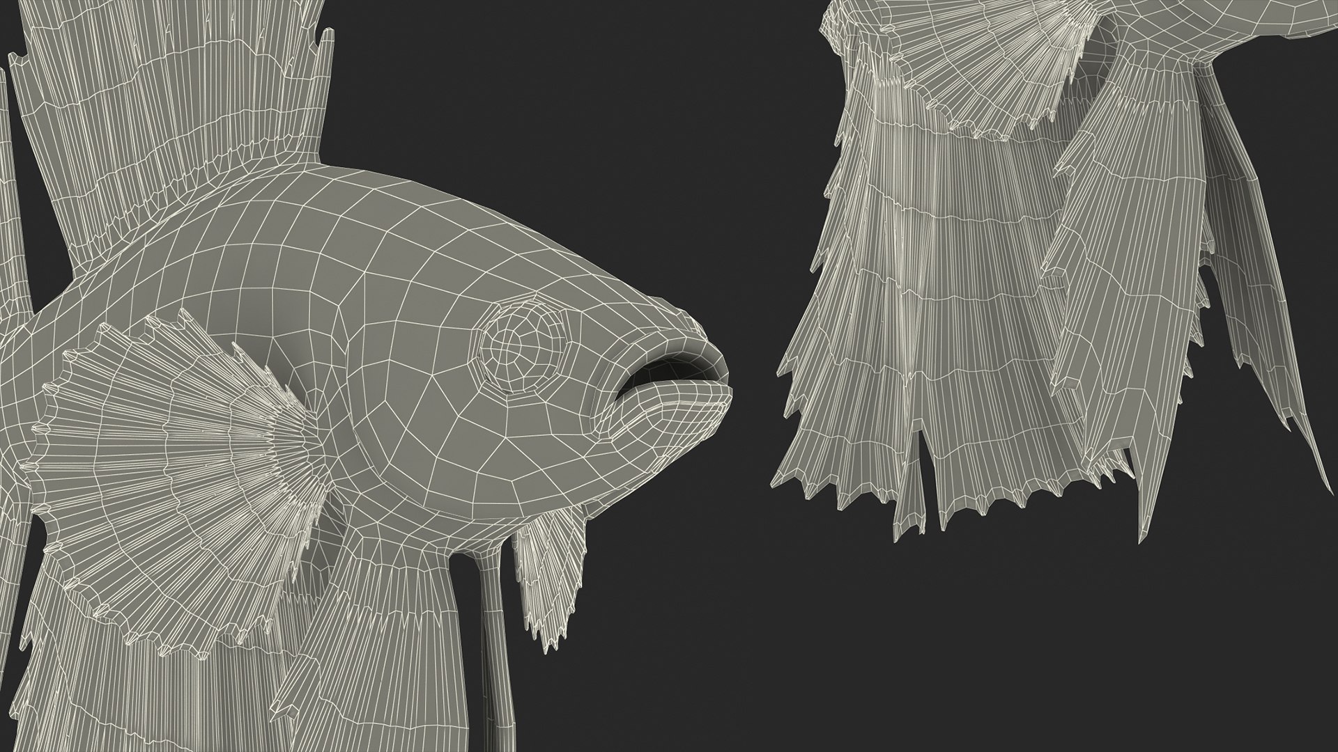 3D Betta Fish Aquarium Pet Rigged Model - TurboSquid 2342486