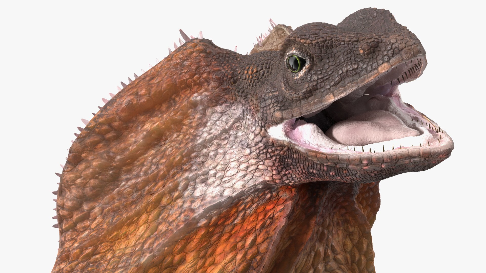 3D Frillneck Lizard Rigged Model - TurboSquid 2265947