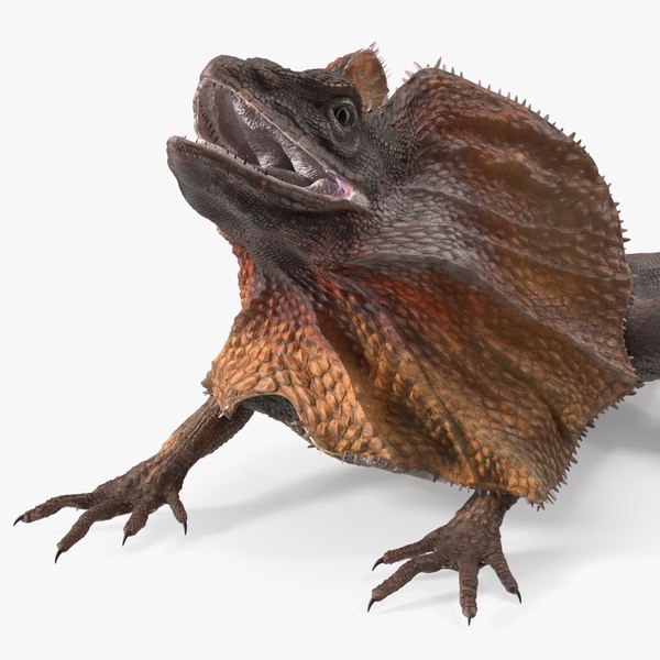Free 3D Lizard Models | TurboSquid
