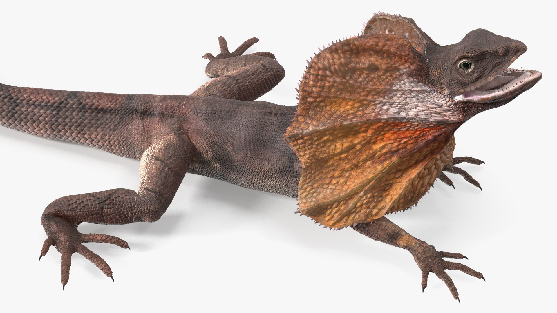 3D Frillneck Lizard Rigged Model - TurboSquid 2265947