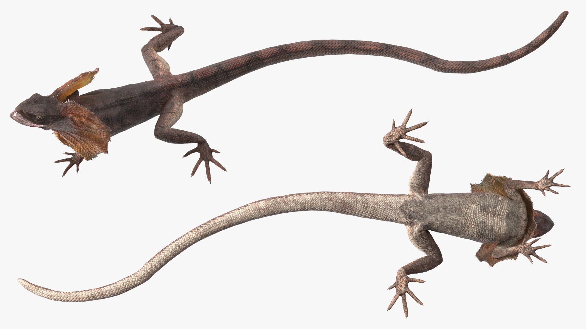 3D Frillneck Lizard Rigged Model - TurboSquid 2265947