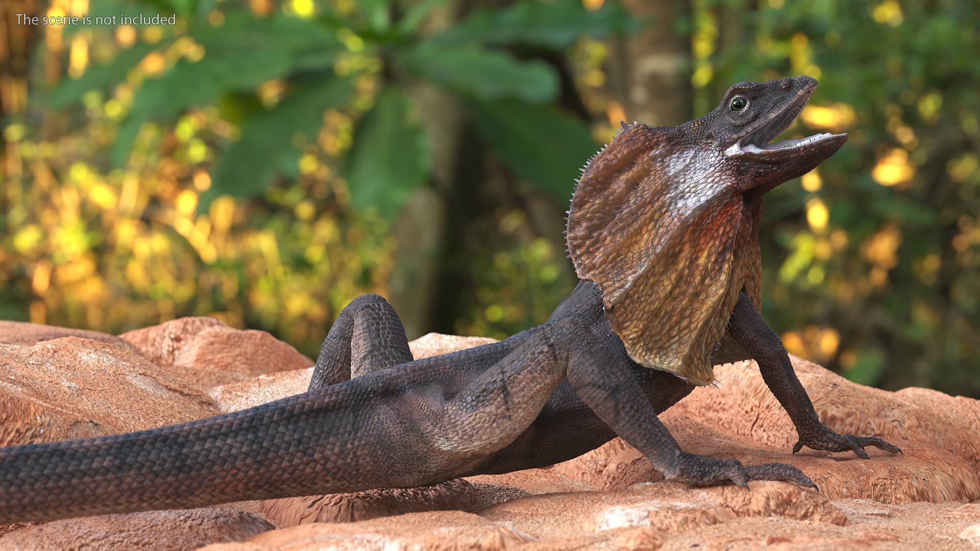 3D Frillneck Lizard Rigged Model - TurboSquid 2265947