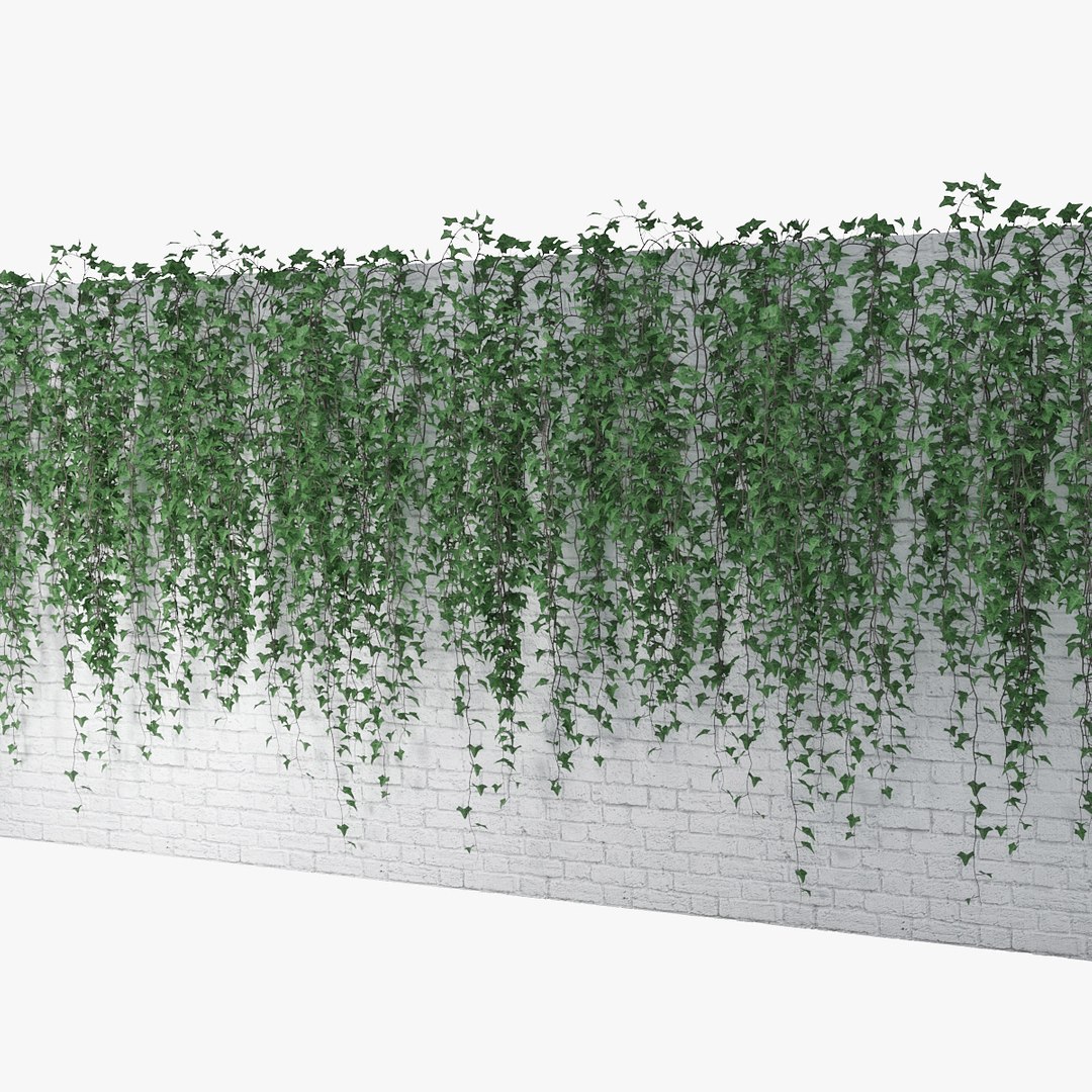 Ivy Wall 3D - TurboSquid 1495131