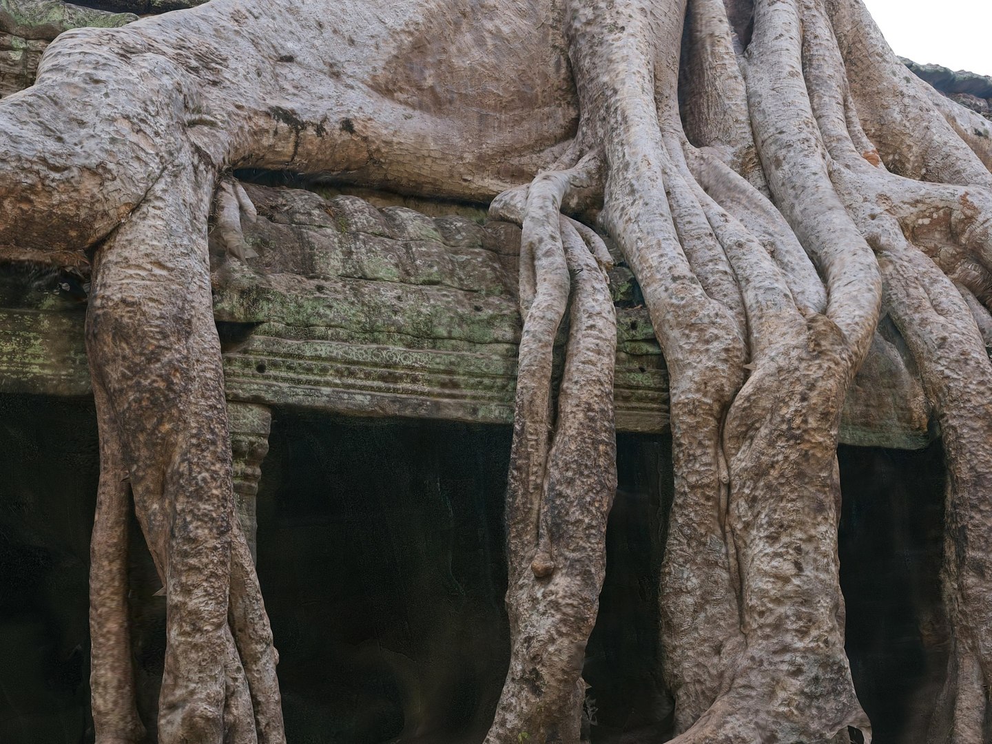 ancient tree temple 16 3d model