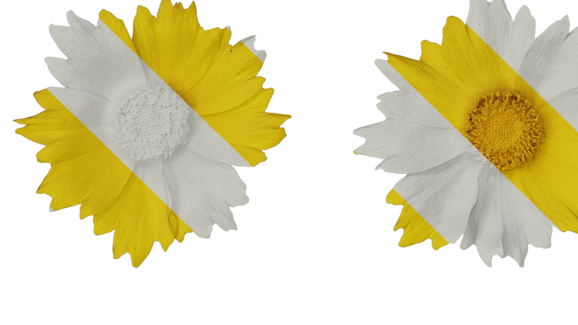 3D Anydrafts Coreopsis Basalis Flower 04 Textures - TurboSquid 2354533