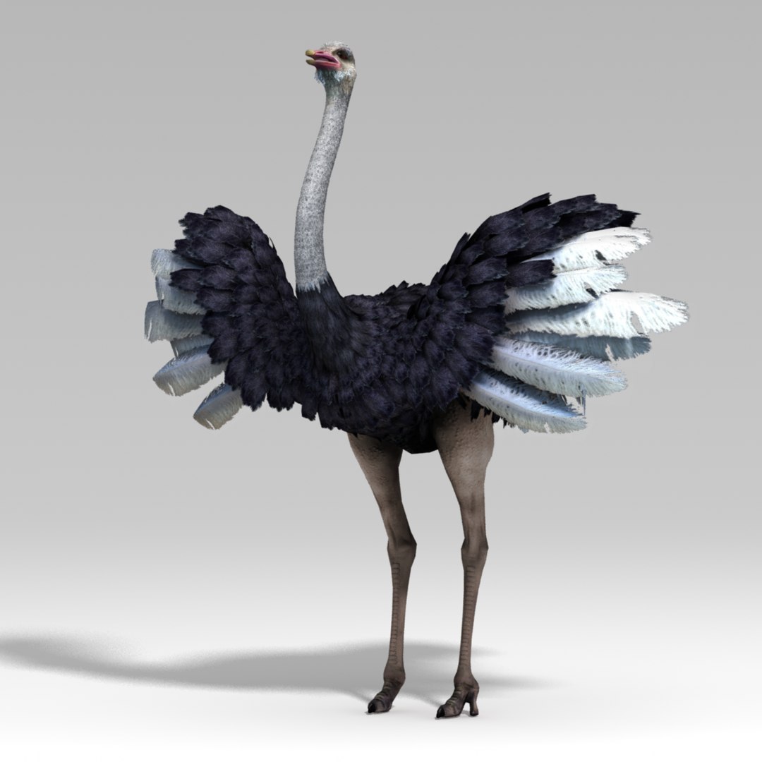 3d ostrich