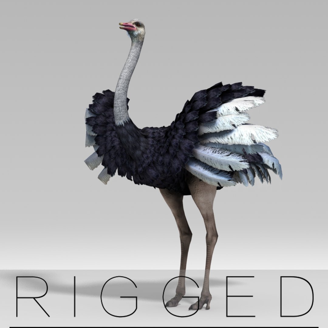 3d ostrich