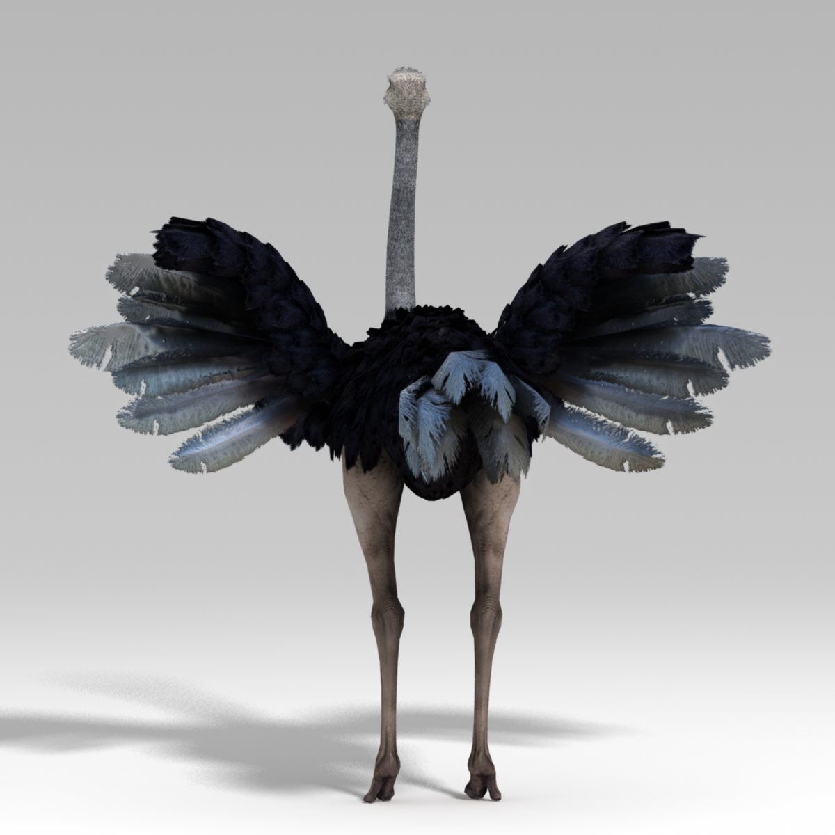 3d ostrich