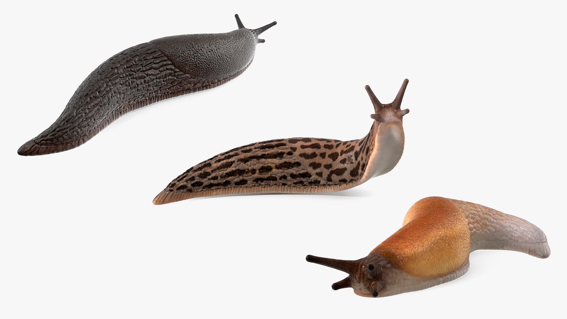 3D Slugs Collection - TurboSquid 2298881