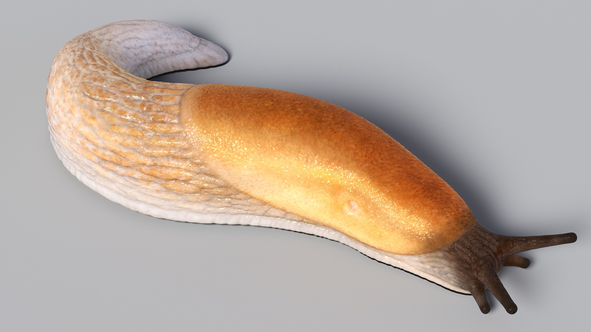 3D Slugs Collection - TurboSquid 2298881