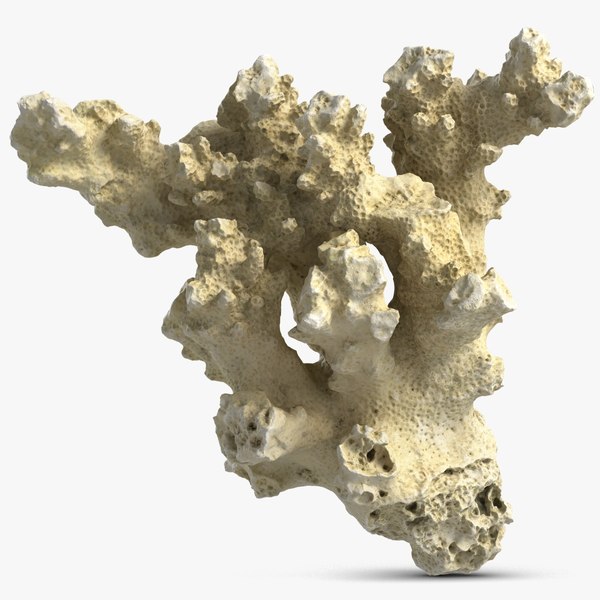 3d coral model