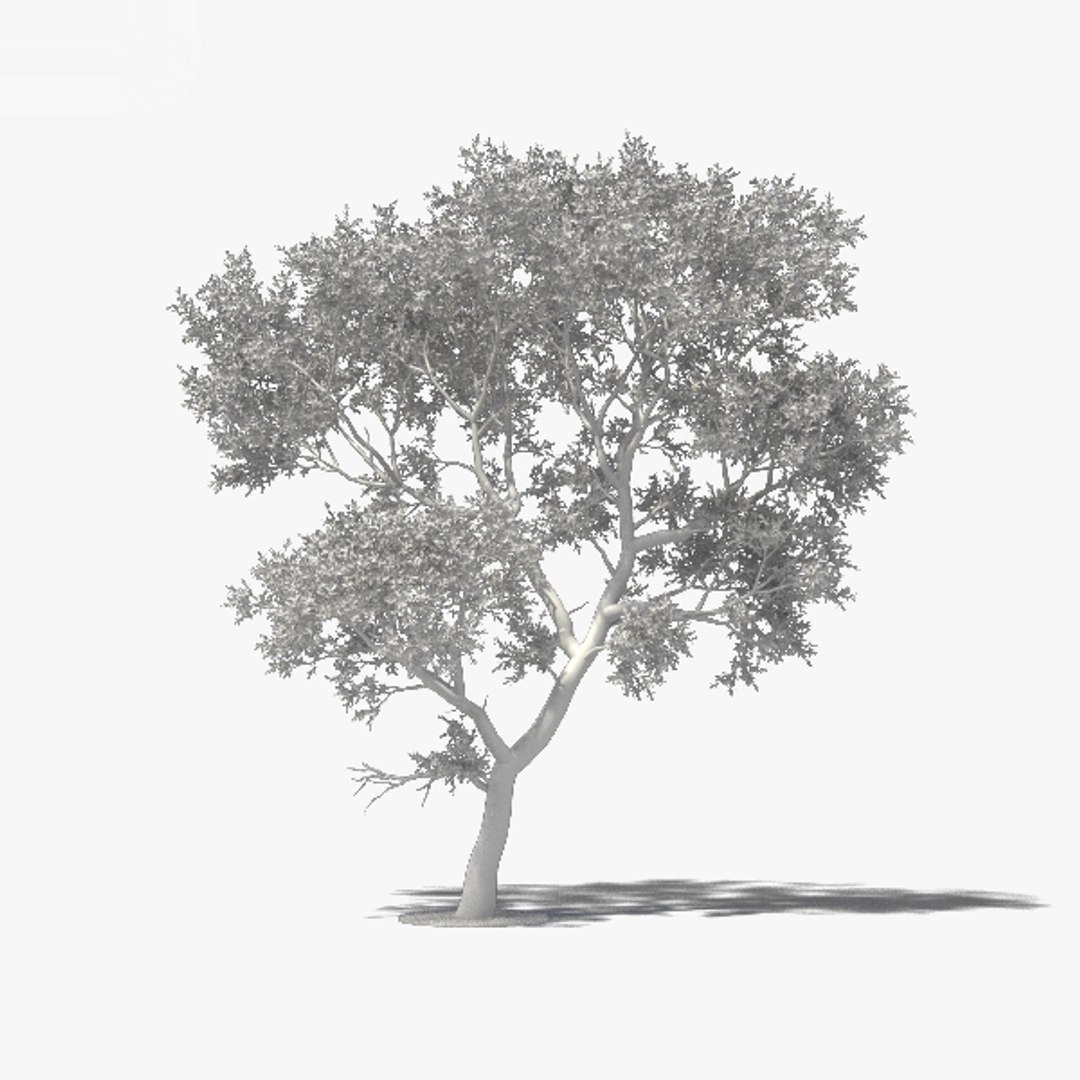 Schinopsis balansae 3D model - TurboSquid 1541004