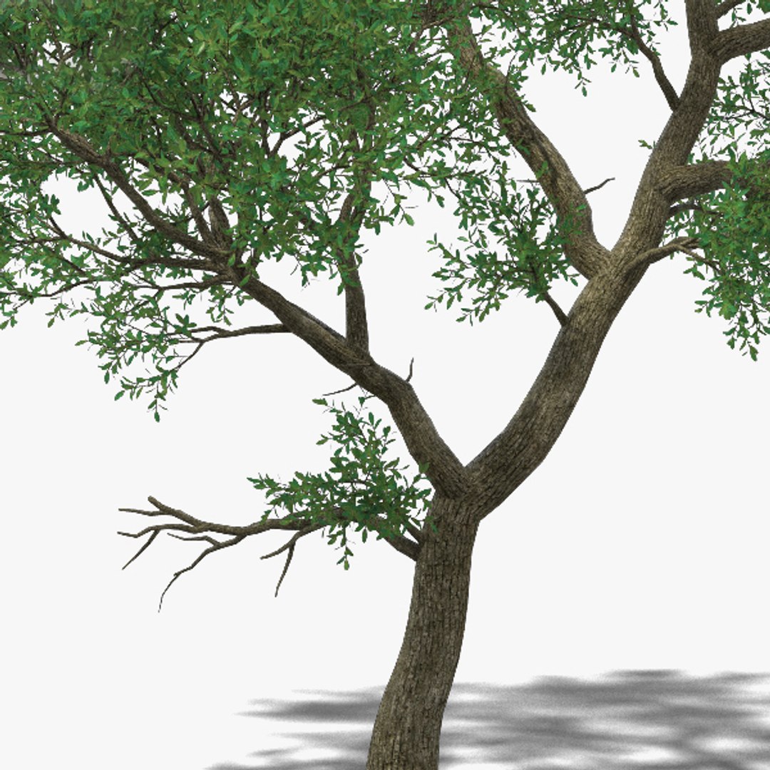 Schinopsis balansae 3D model - TurboSquid 1541004