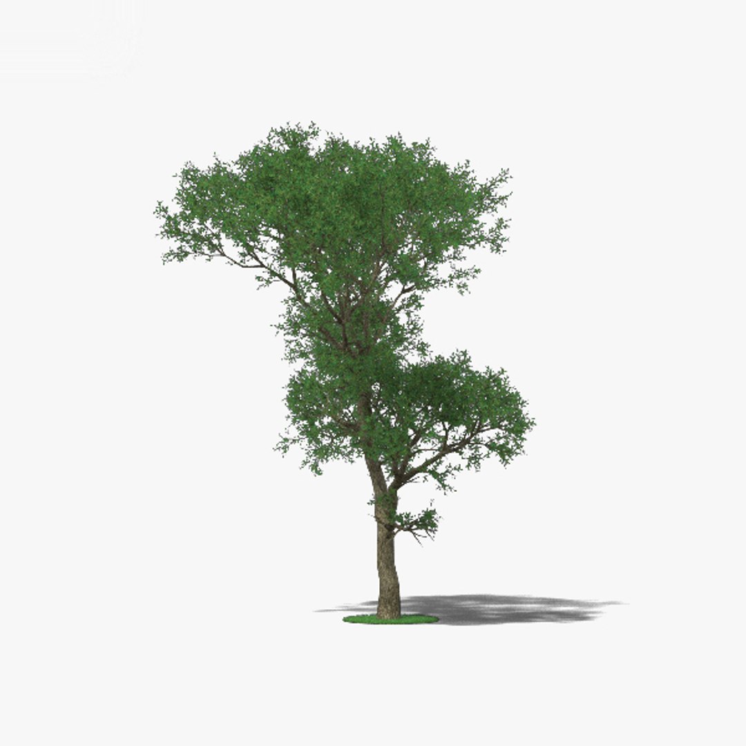 Schinopsis balansae 3D model - TurboSquid 1541004