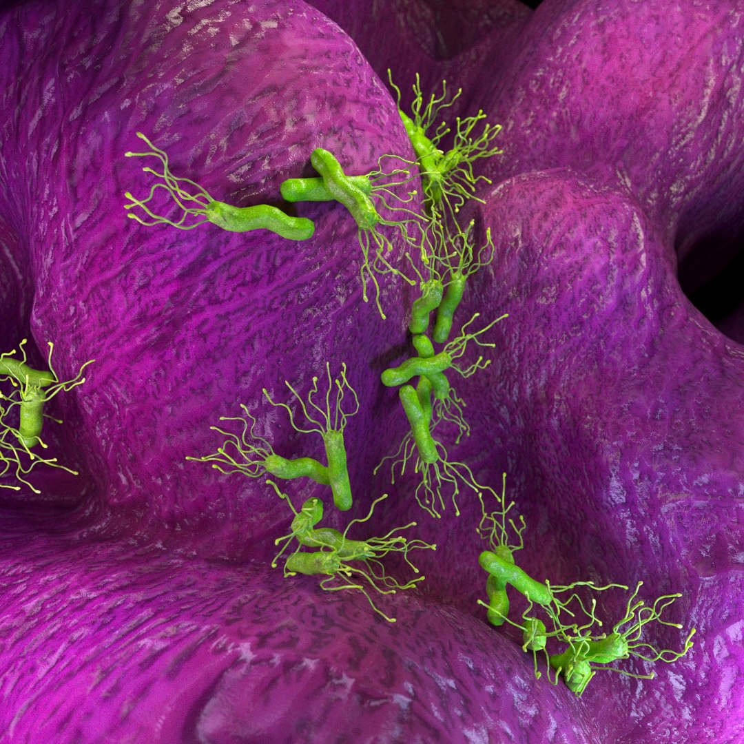 Helicobacter 3D - TurboSquid 1320622