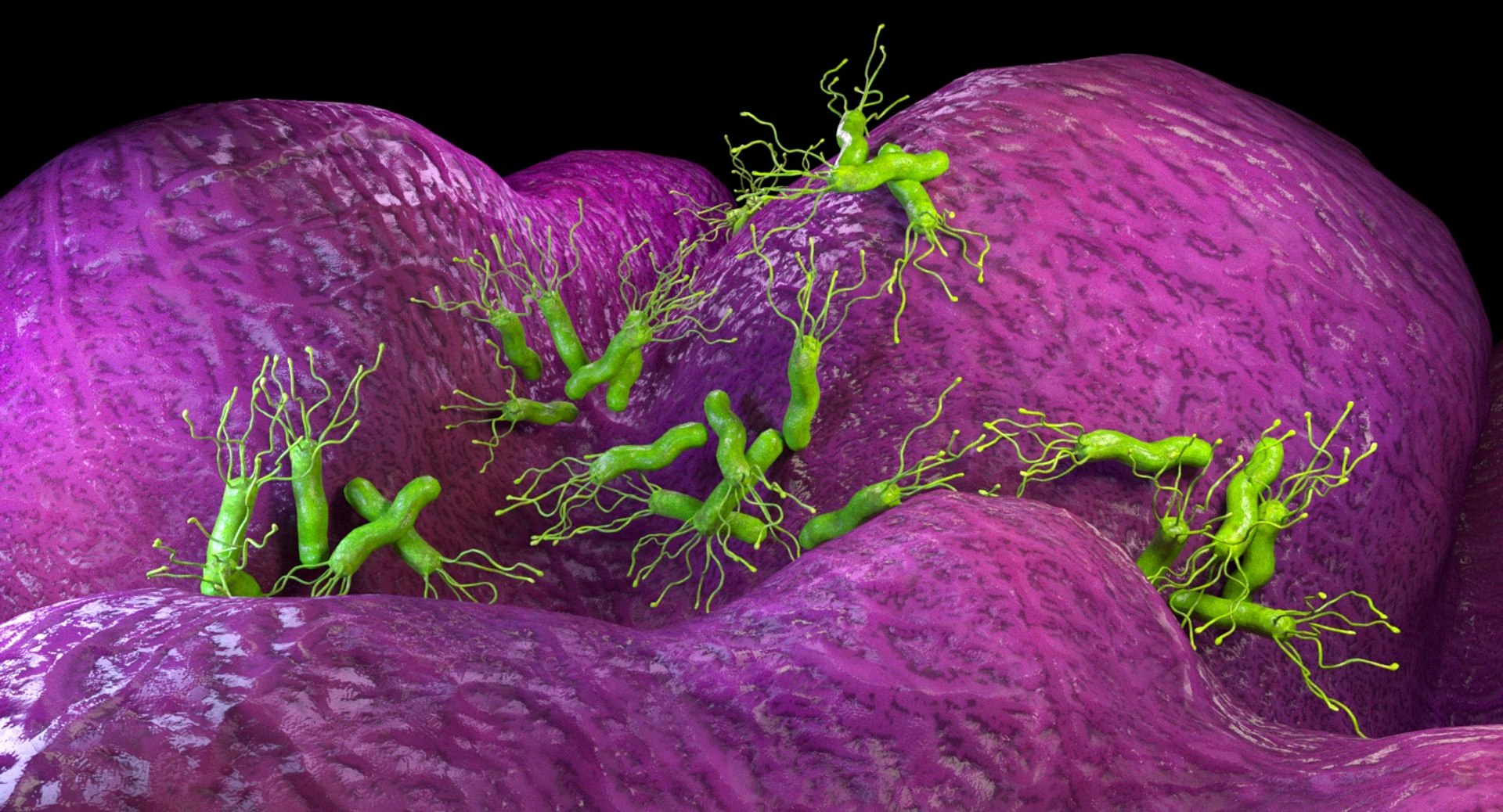 Helicobacter 3D - TurboSquid 1320622