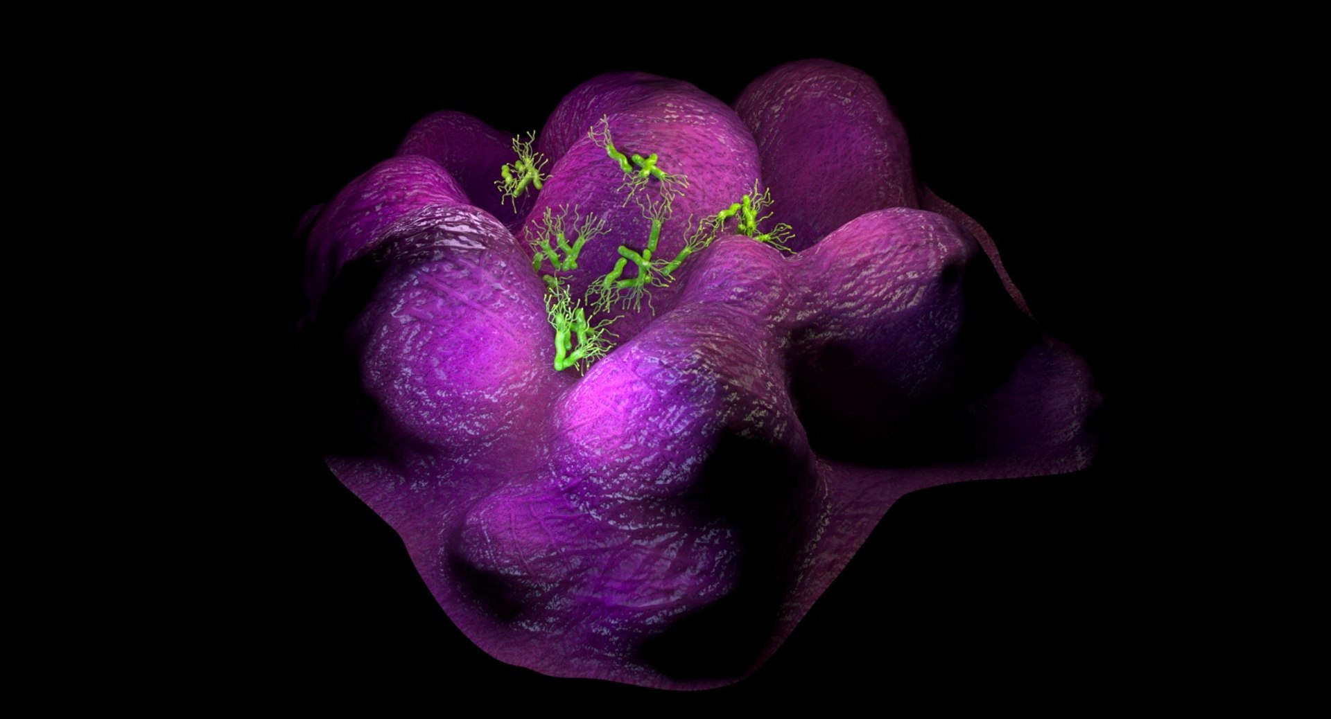 Helicobacter 3D - TurboSquid 1320622