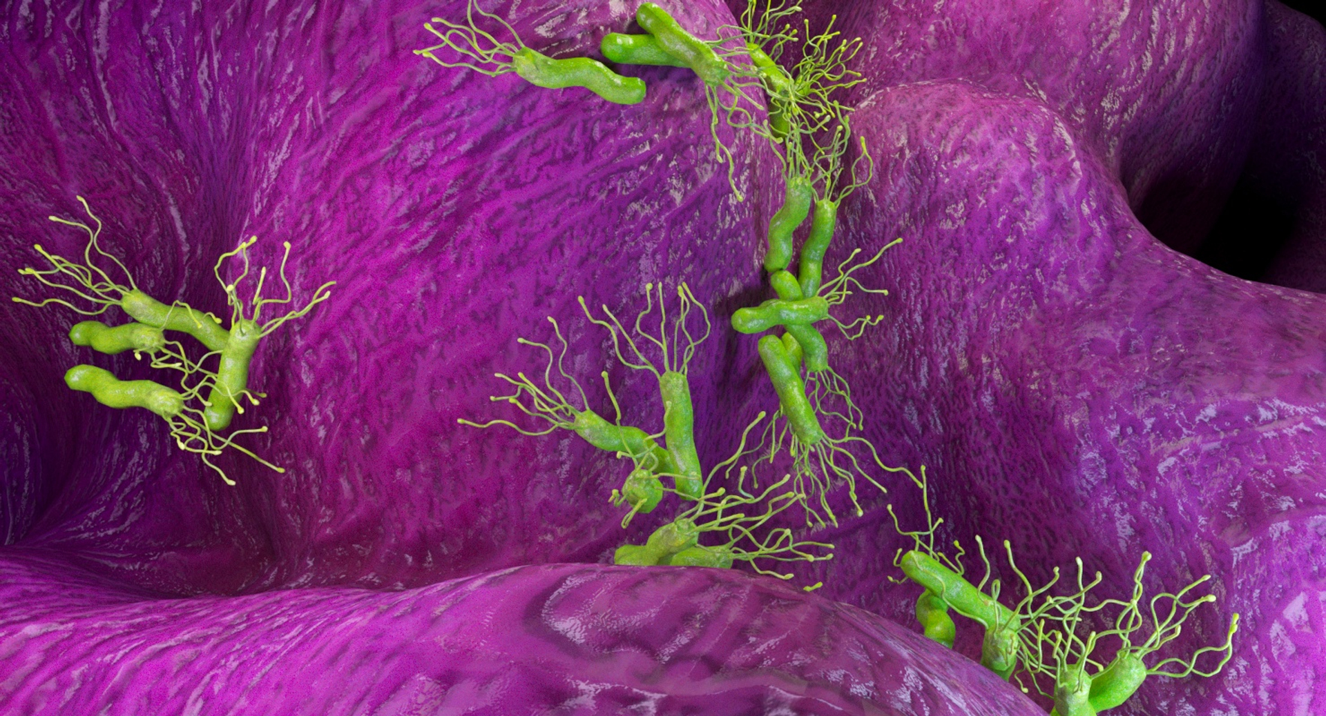 Helicobacter 3D - TurboSquid 1320622