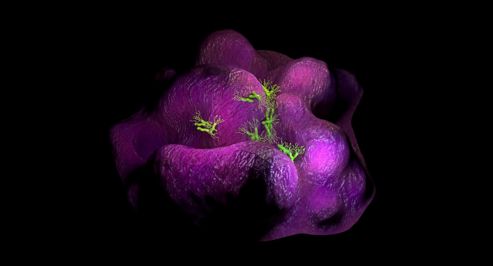 Helicobacter 3D - TurboSquid 1320622