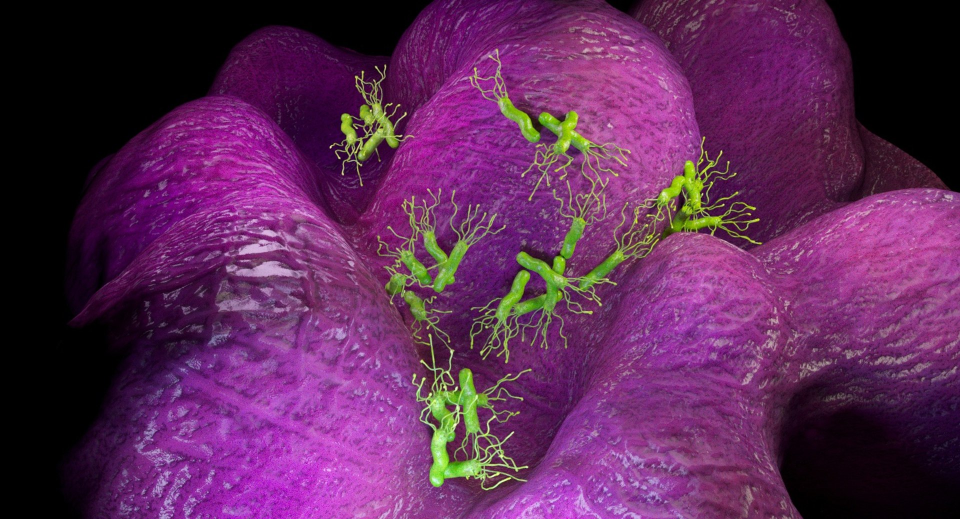 Helicobacter 3D - TurboSquid 1320622