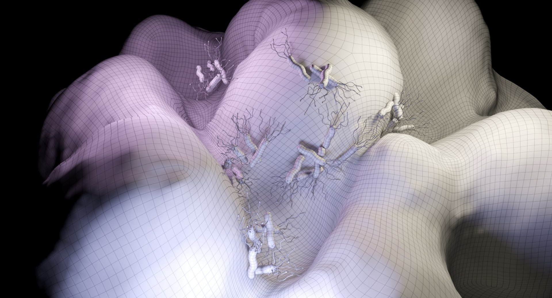 Helicobacter 3D - TurboSquid 1320622