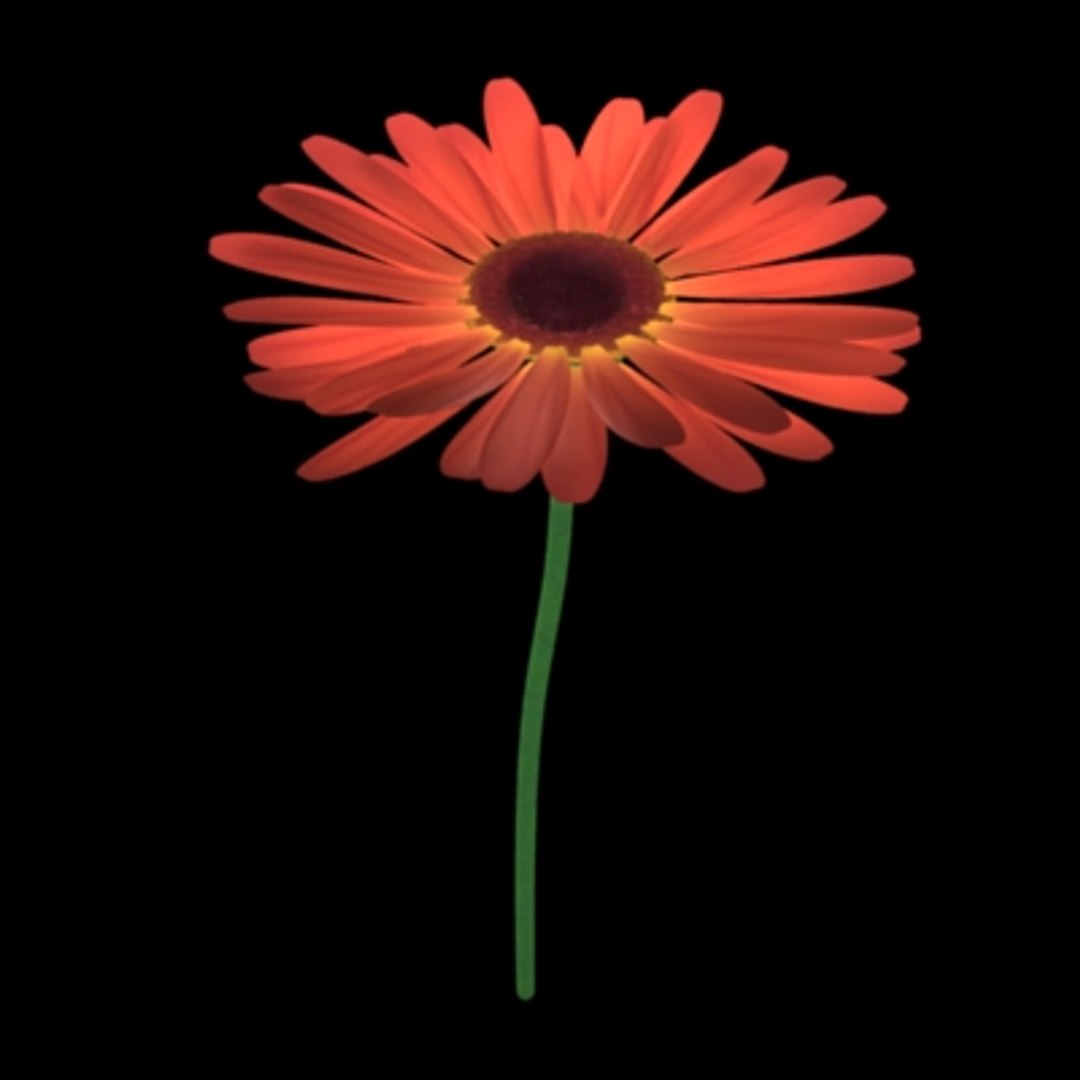 Flowers Gerbera 3d Model
