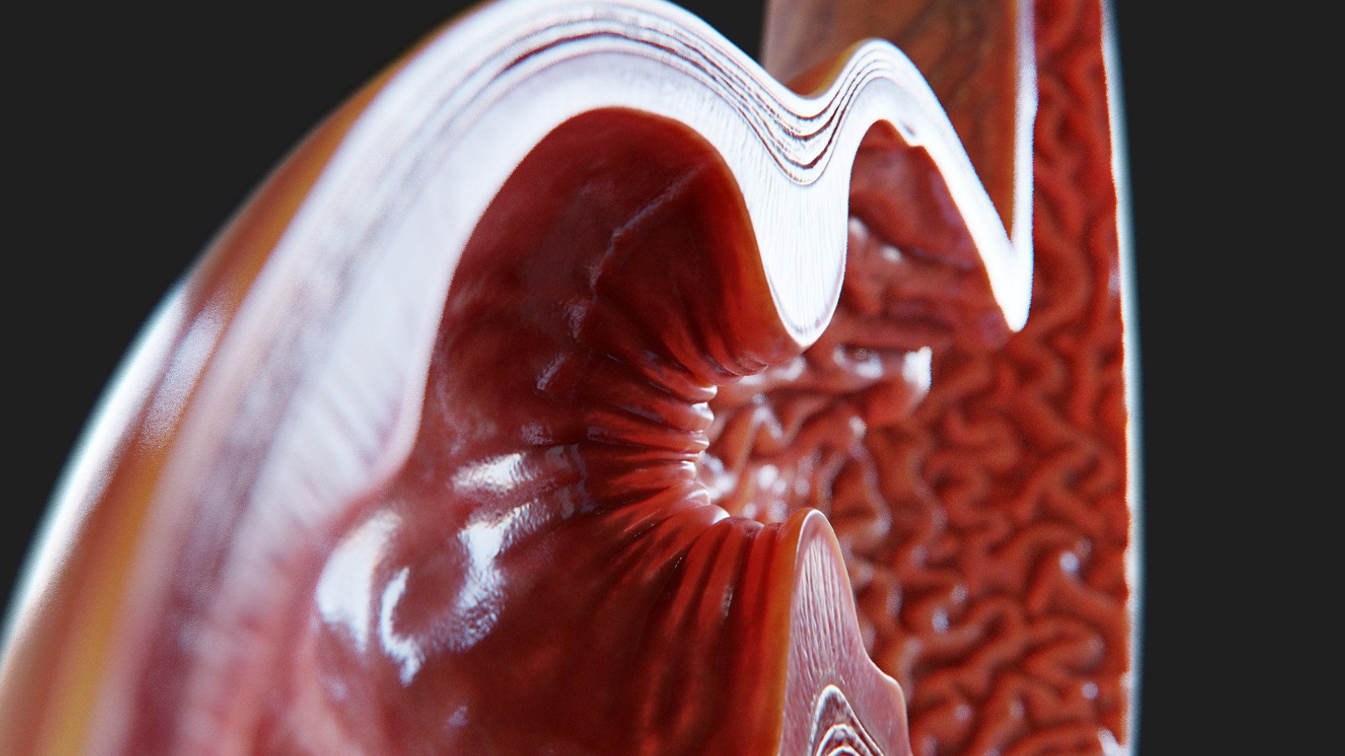3D Human Stomach Cross-section - Model - TurboSquid 1693924