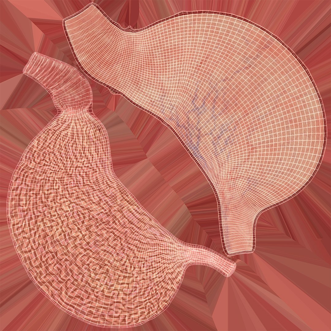 3D Human Stomach Cross-section - Model - TurboSquid 1693924